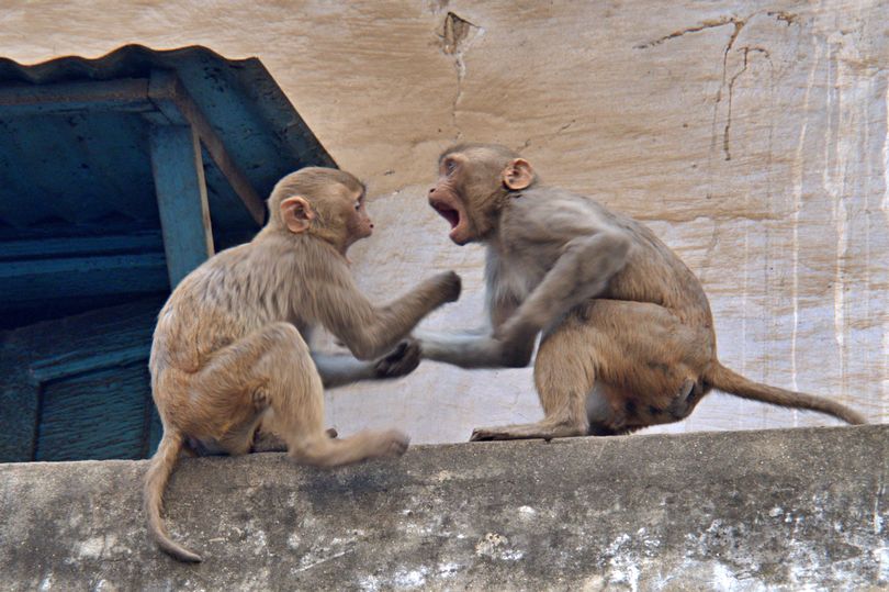 Raging 'swarm' of 20 monkeys attack and kill man as he screamed for ...