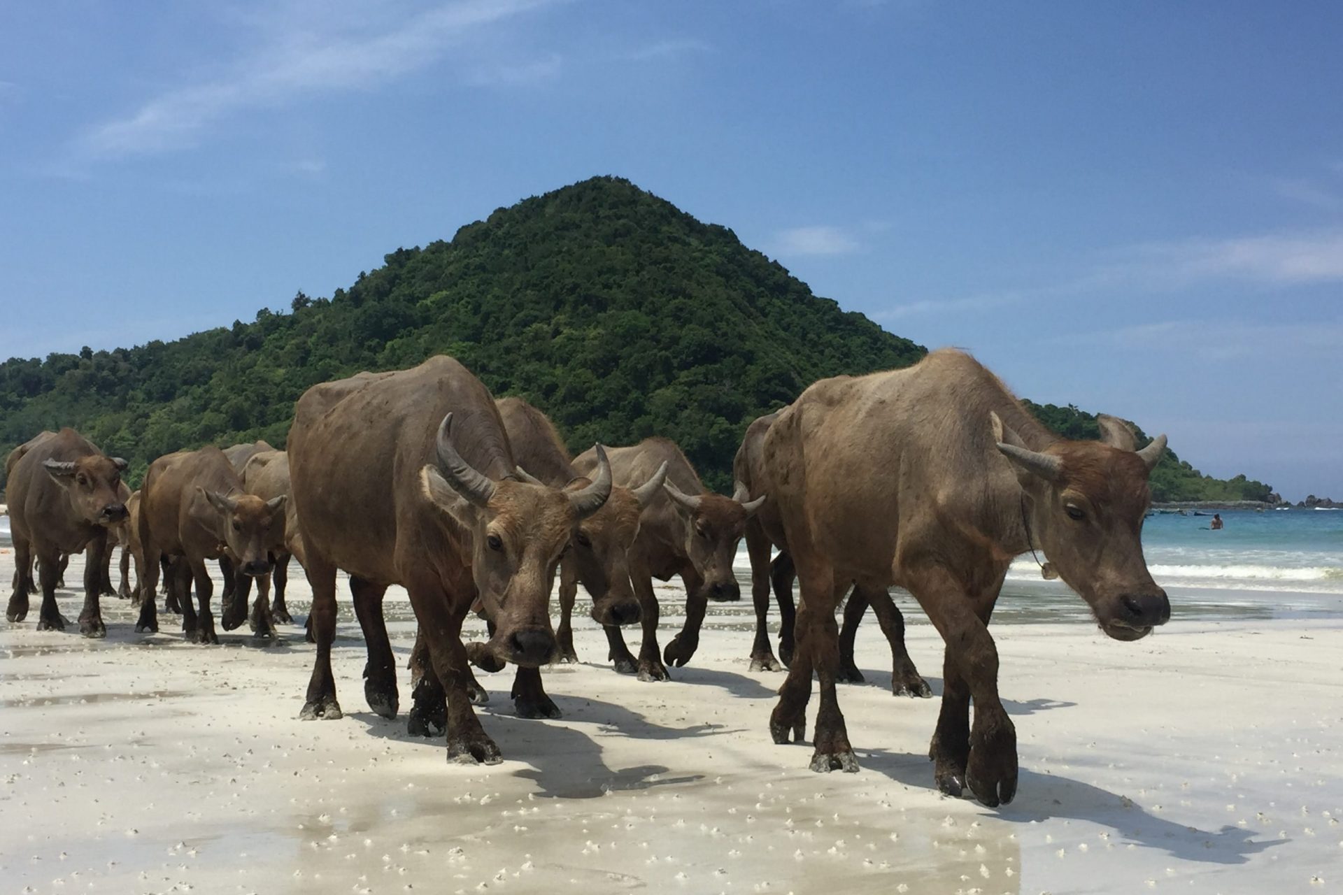 Waterbuffels in Europa: Hoe ze andere dieren van uitsterven kunnen redden
