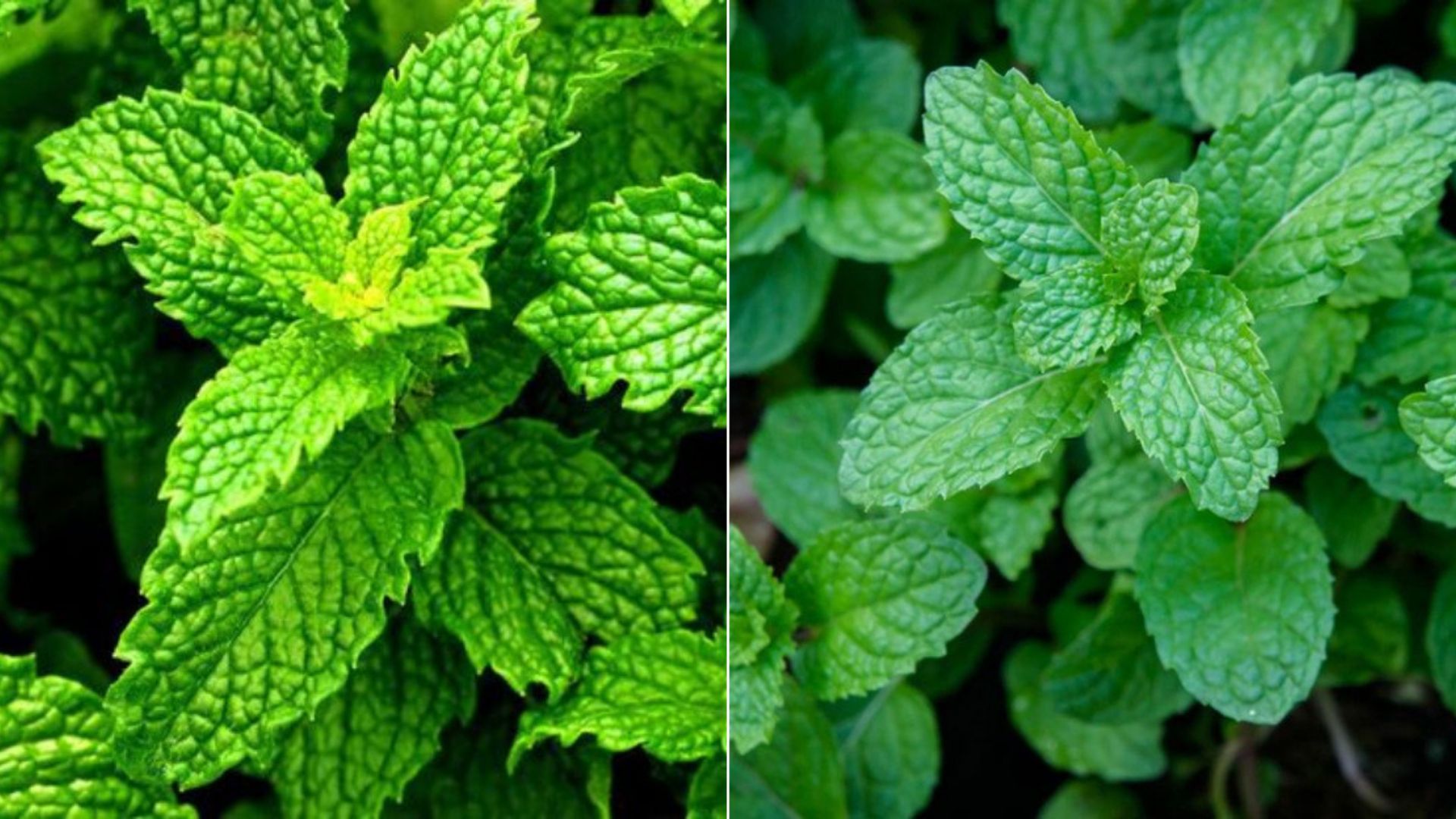 Peppermint And Spearmint The Differences Everyone Should Know