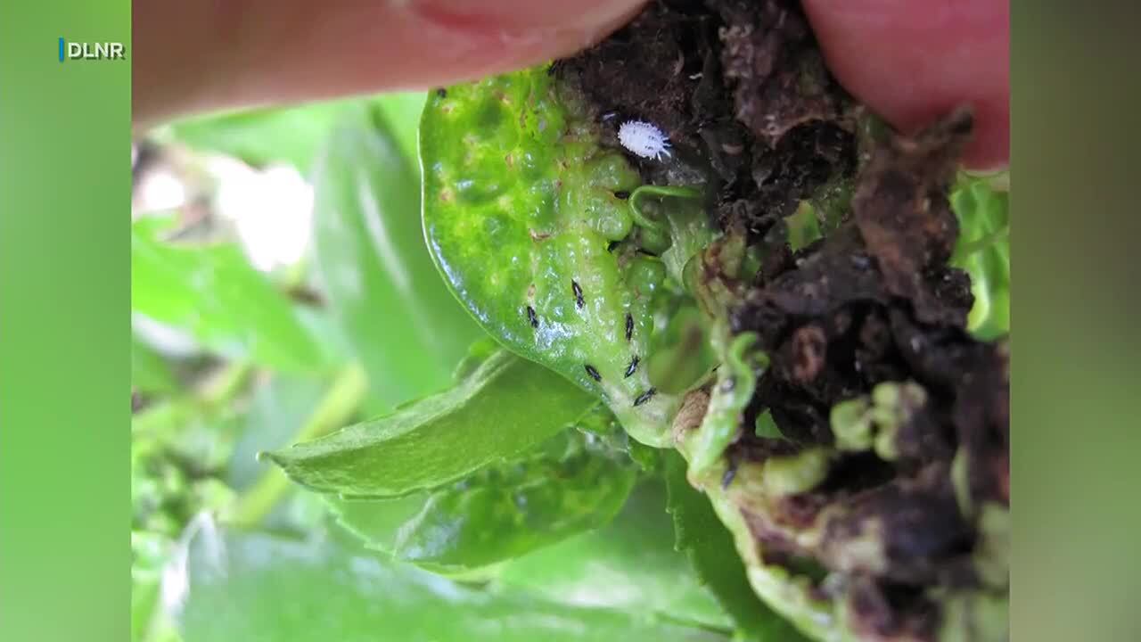Invasive insects found on Kauai