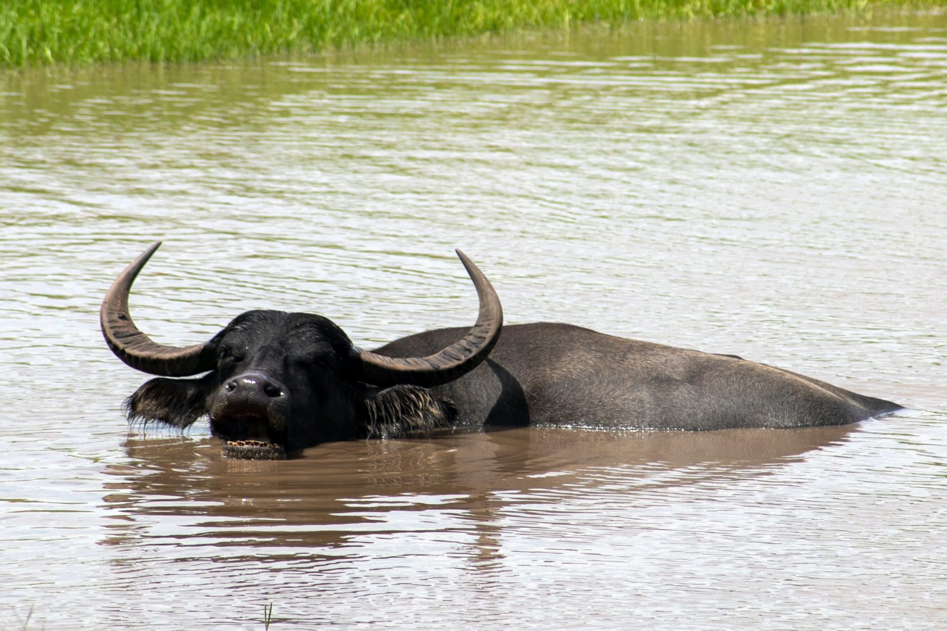 Waterbuffels in Europa: Hoe ze andere dieren van uitsterven kunnen redden