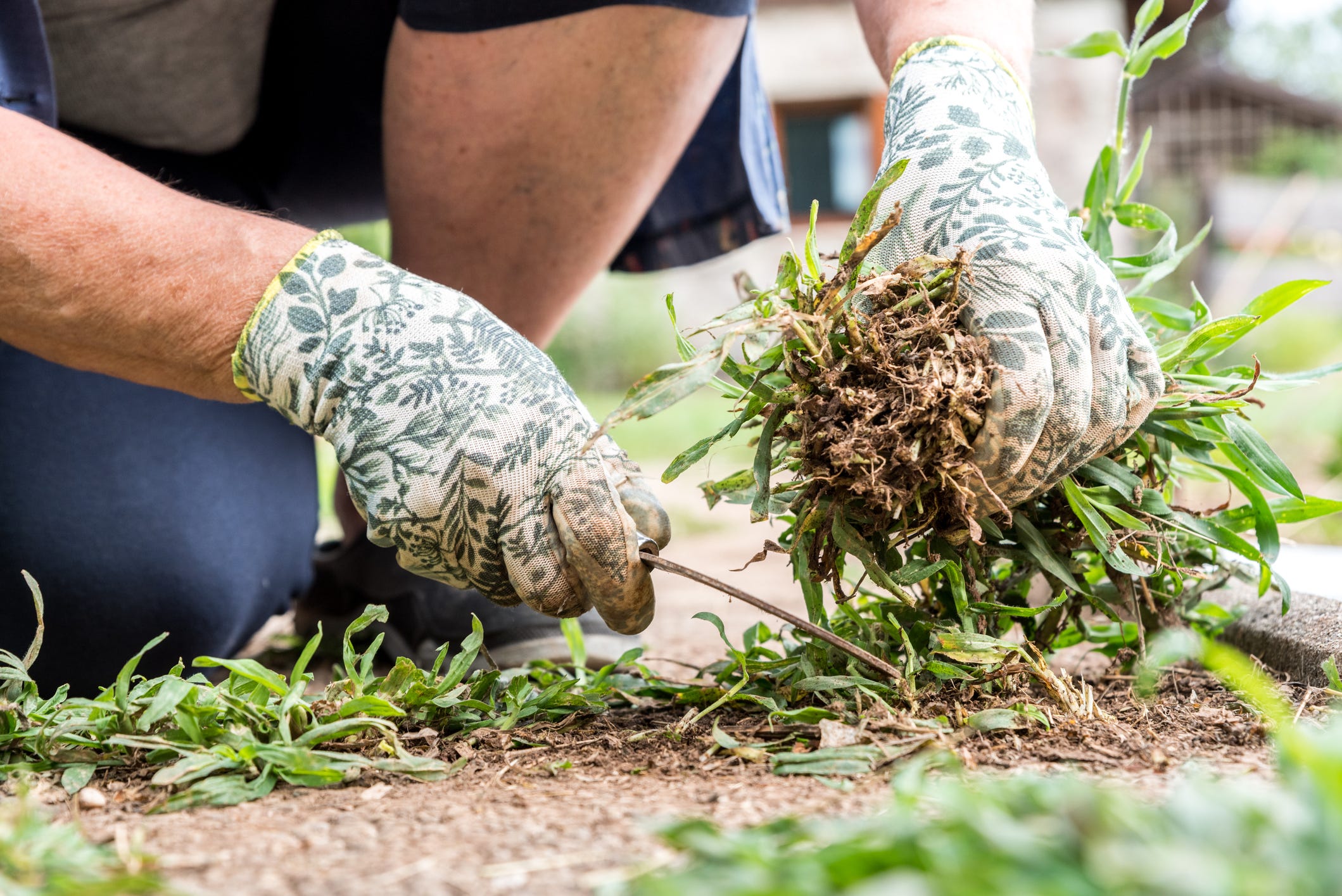 Here's what you need to know about pulling weeds in the garden ...