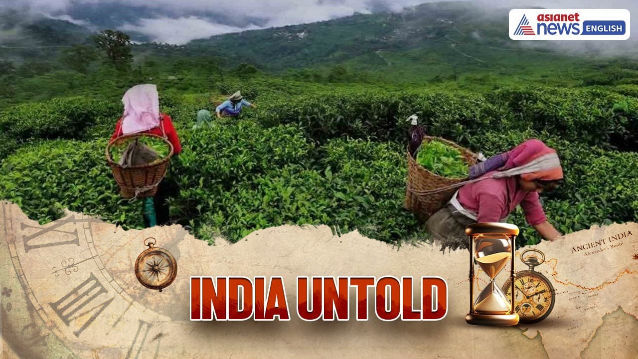India Untold: Assam's Singpho Tribe Used To Drink Tea Even Before It ...