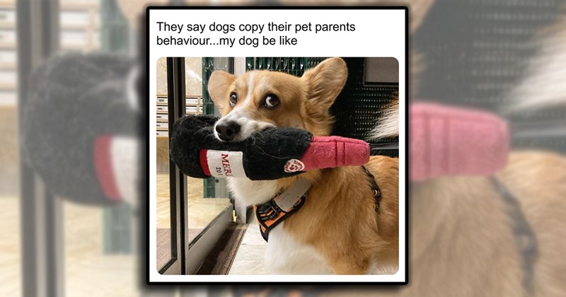 'Calling all fellow howlarious pet parents:' Get your dog's tail ...