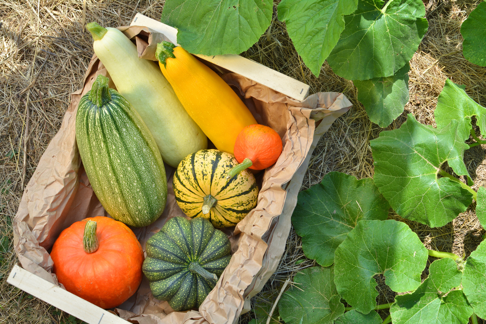 Quelle est la différence entre une courge et une courgette