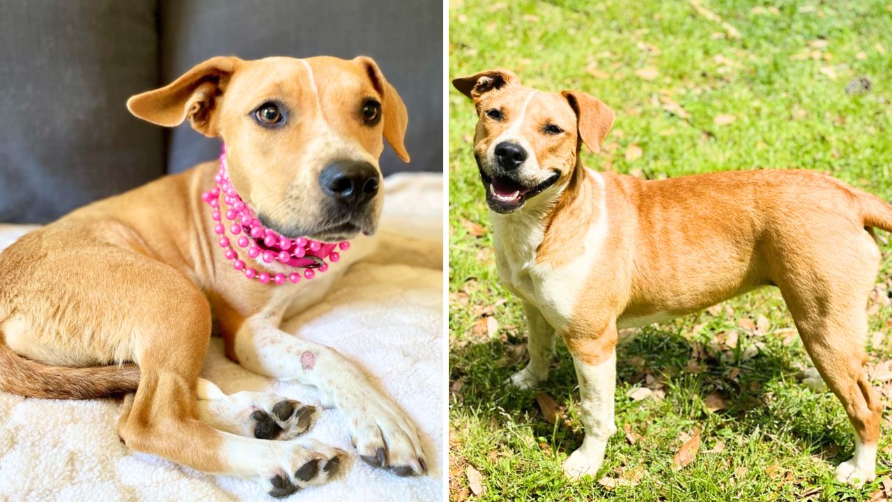 Local Rescue Introduces Gentle Jack Russell Terrier Mix Looking For Her ...