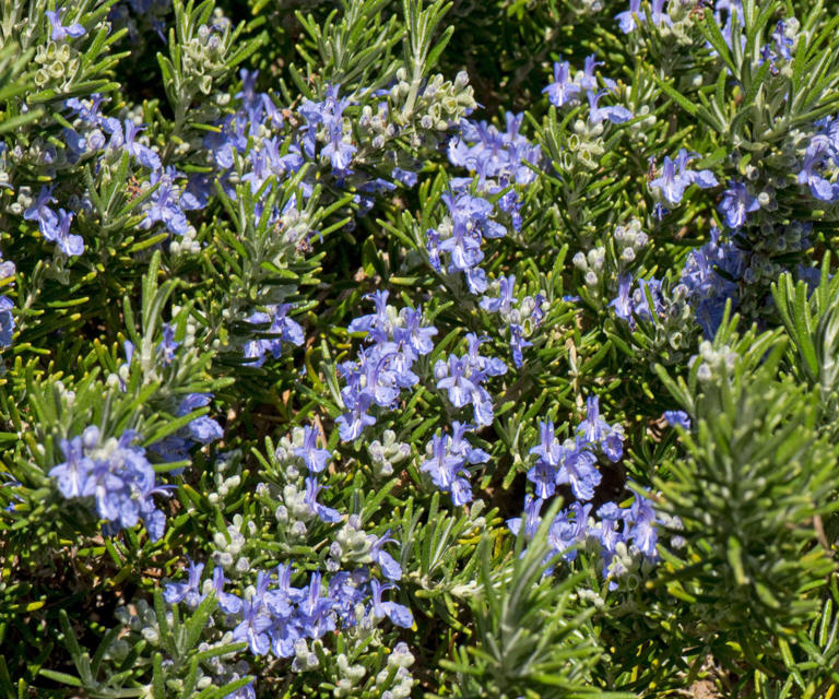 Best fragrant ground cover plants – 5 perfumed picks to fill bare soil ...
