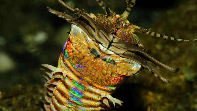 10 Creepiest worms on Earth: Bobbit worm, parasites, and deadly predators
