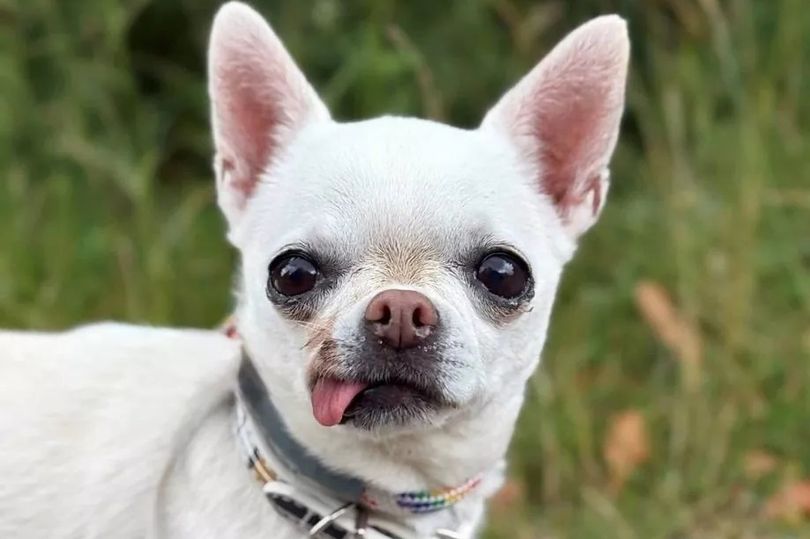Dog owner killed pet Chihuahua with 'blunt force trauma'