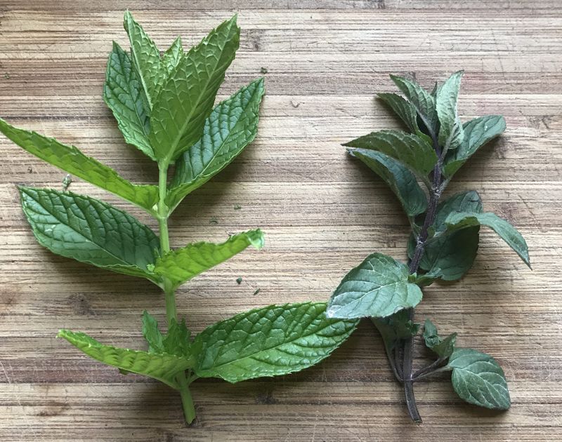 Peppermint And Spearmint The Differences Everyone Should Know
