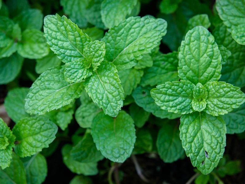 Peppermint And Spearmint The Differences Everyone Should Know