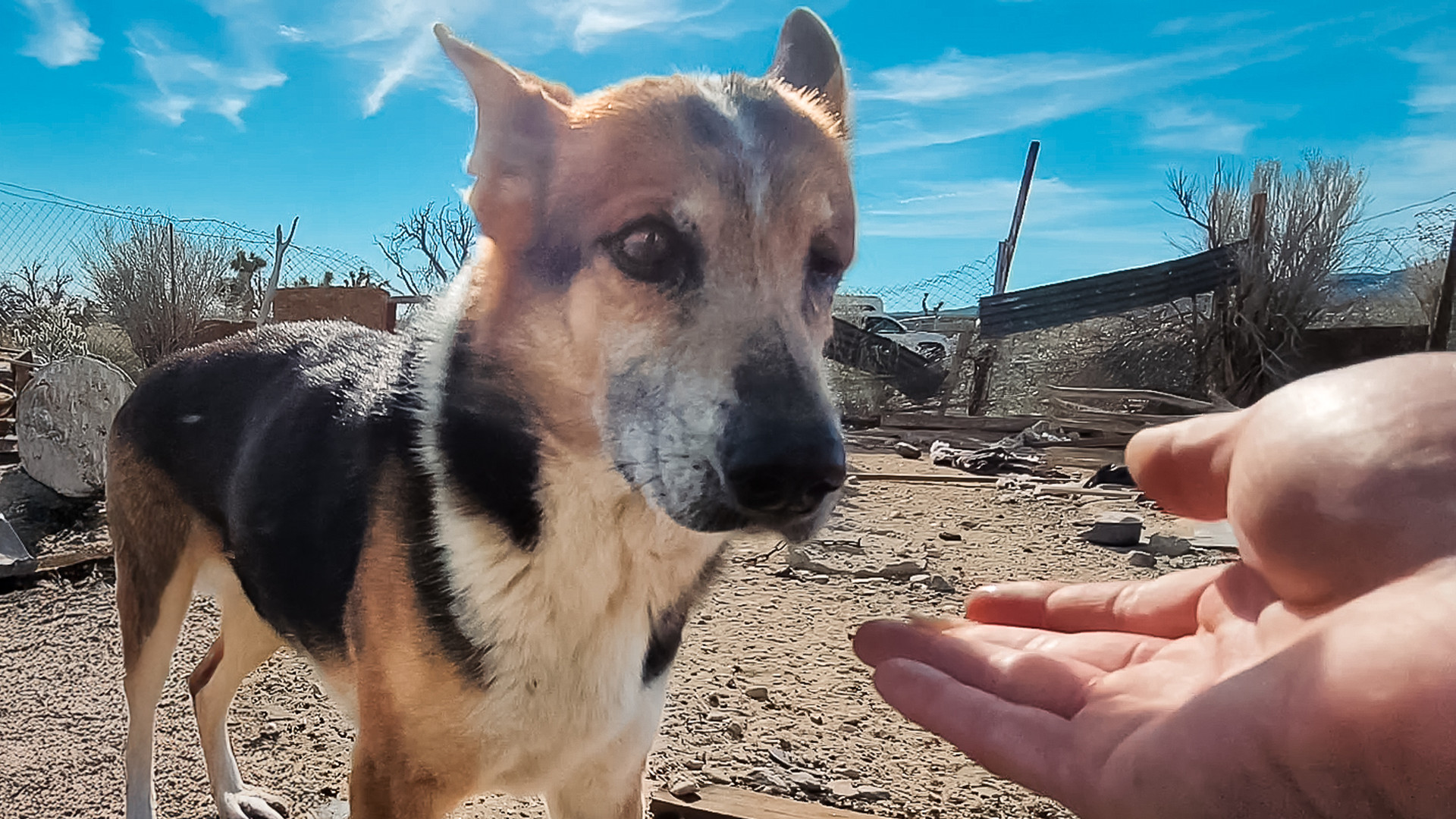 Man Spends A Year Earning a Stray Desert Dog’s Trust—But Then Saved An ...