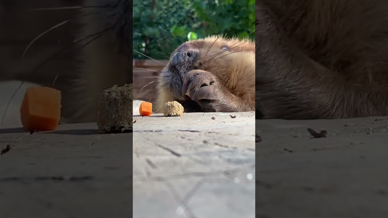 Hungry beaver works hard to gather its tasty treats