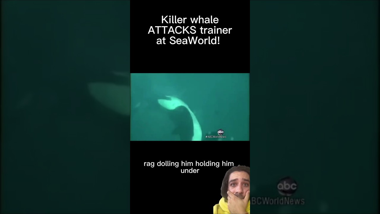 When killer whales attack trainers: lessons from SeaWorld