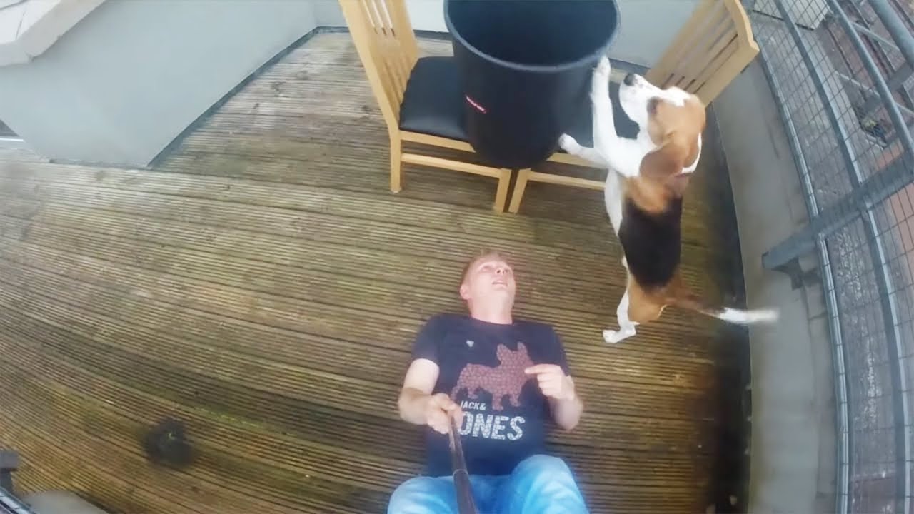 Dog surprises owner with ice bucket challenge