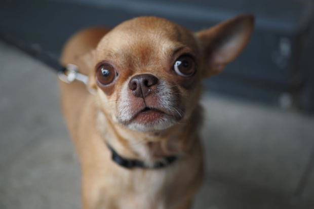 Man who killed Chihuahua with 'blunt force trauma' banned from keeping ...