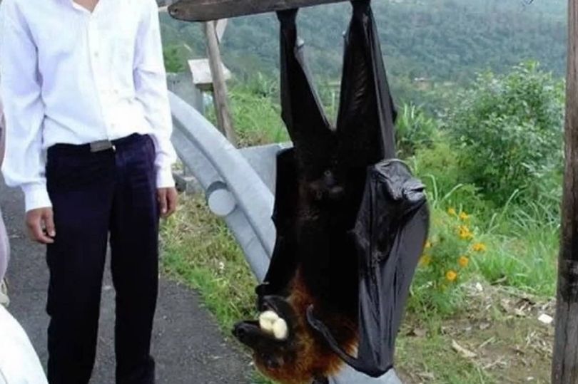 Viral 'human-sized' bat that 'doesn't shy away from people' facing ...