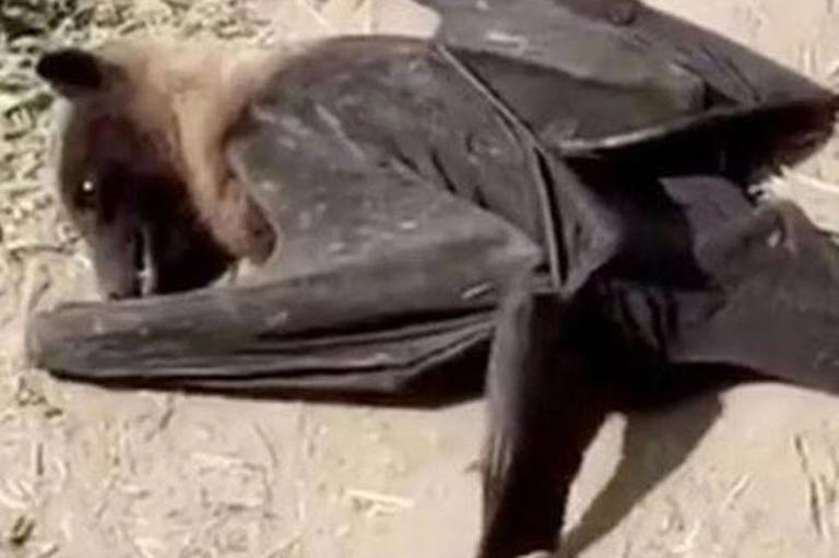 Viral 'human-sized' bat that 'doesn't shy away from people' facing ...