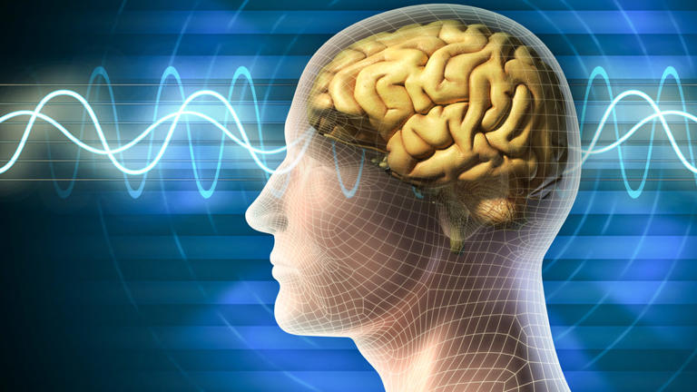 Early Risers vs. Night Owls: Neuroscientist Explains When Your Brain ...