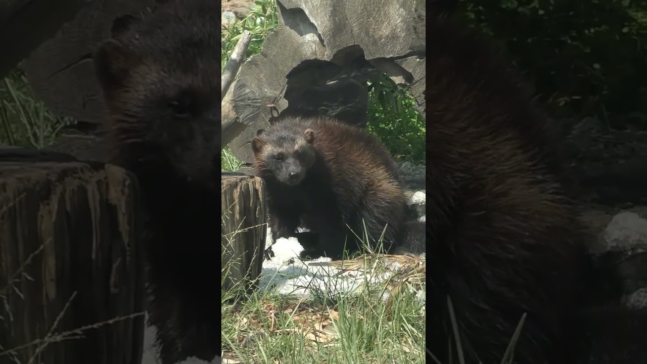 Curious About Wolverines? Meet One Up Close