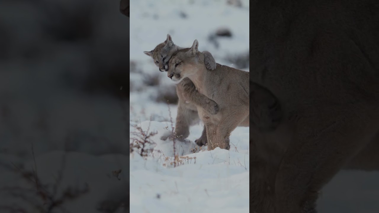 Observe a loving puma cub cuddling with her mother