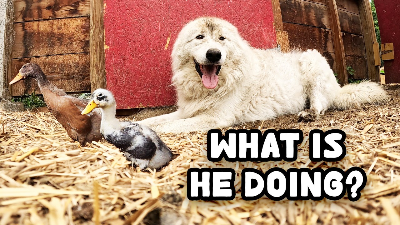 The secret lives of animals revealed on our farm