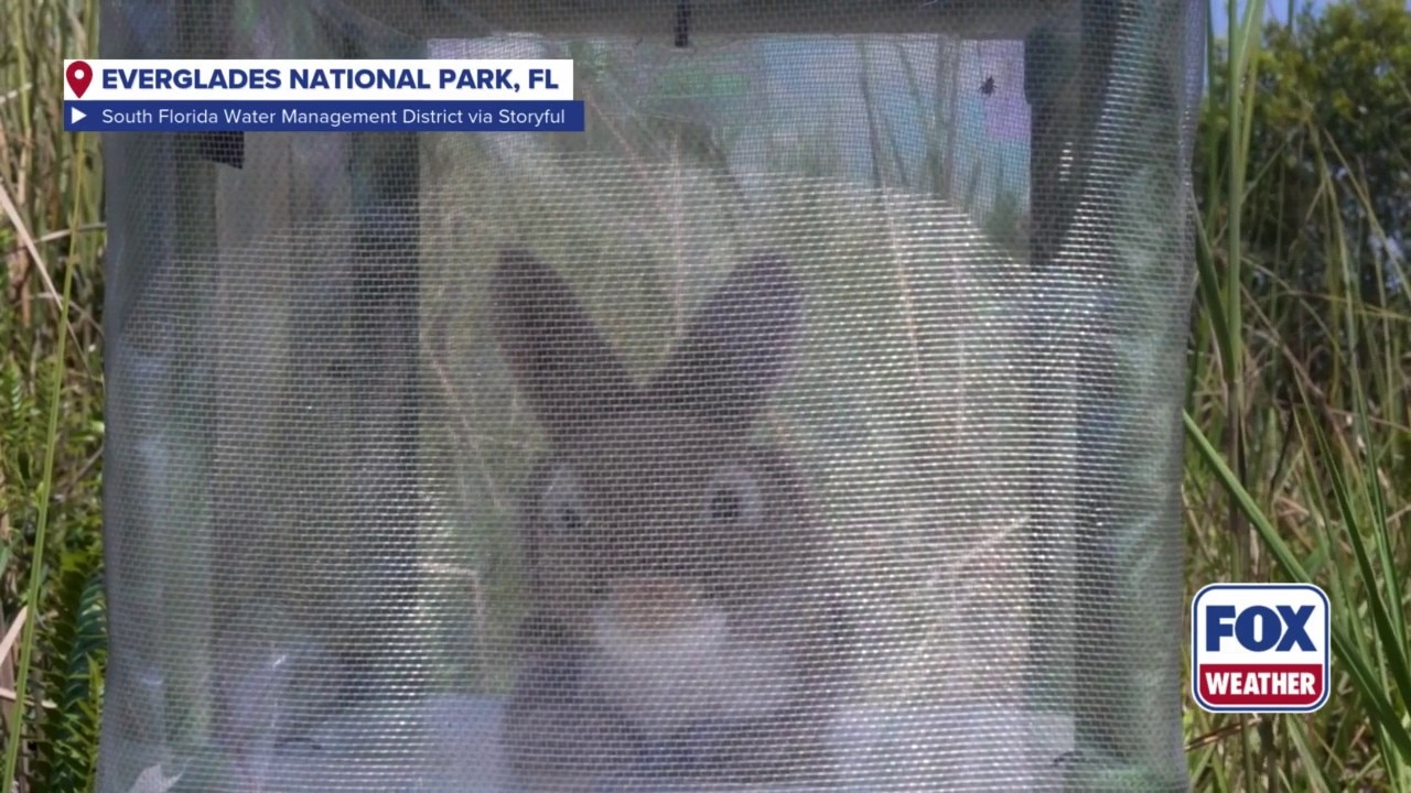 Robotic rabbits used to lure, combat invasive pythons in Florida