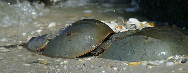 14 animals that are basically living fossils