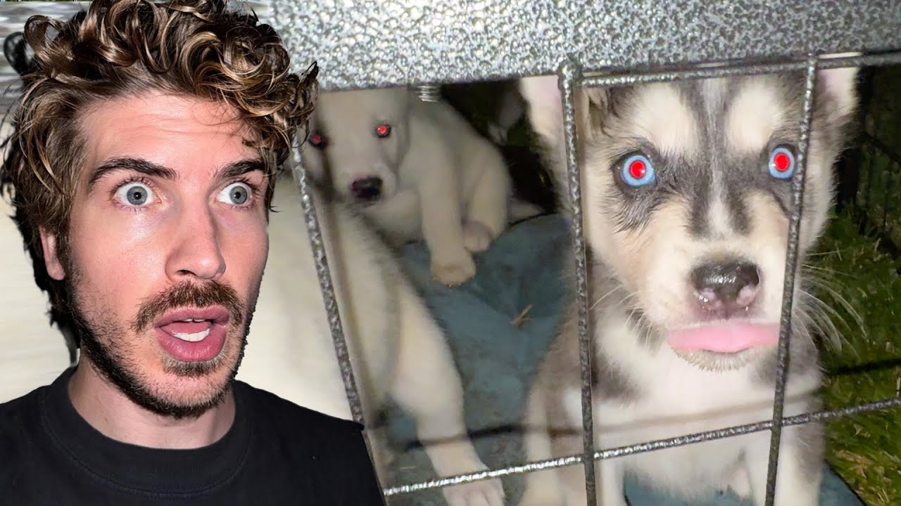 Puppies Sleep Outside on Their First Night