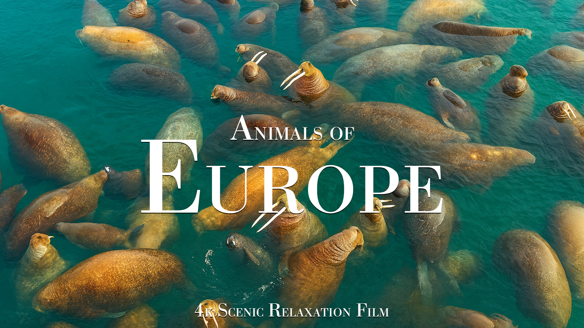What Nature Looks Like in Europe – Polar Bears, Walrus & Seals in 4K