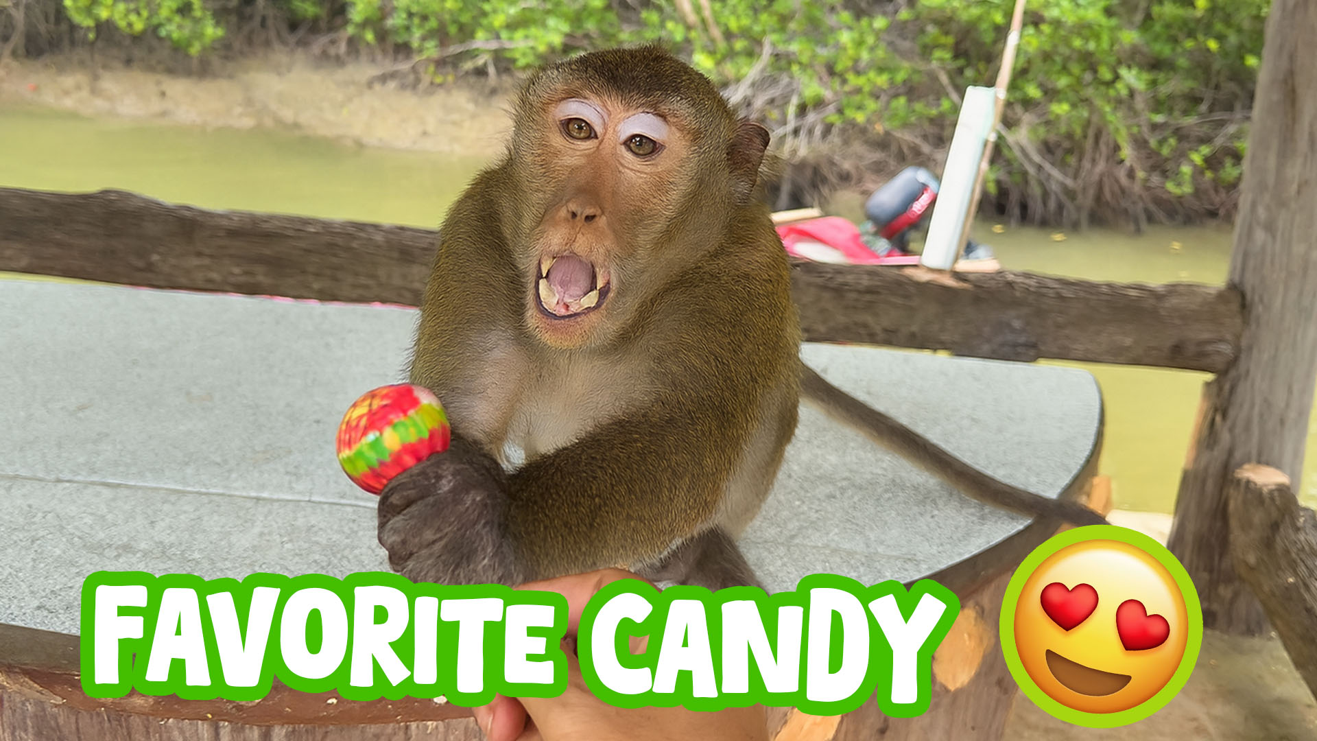 Monkey Enjoying Its Favorite Candy