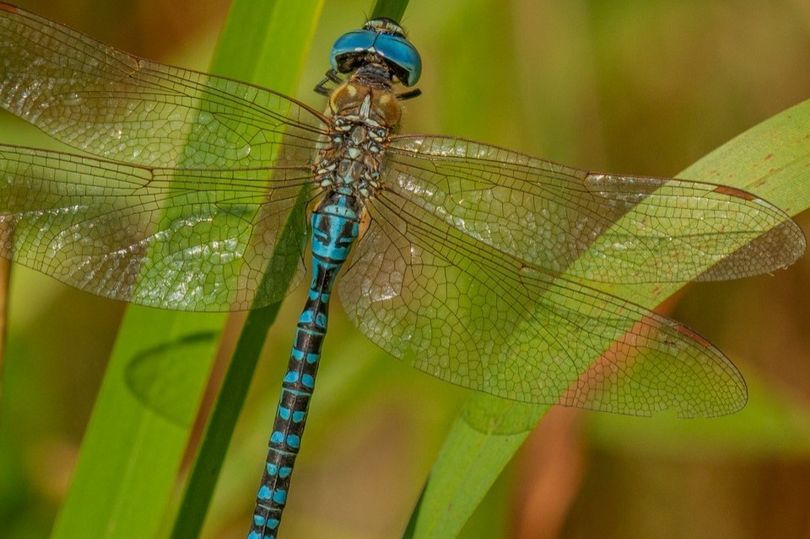 'Extremely rare' dragonfly spotted in Leicestershire