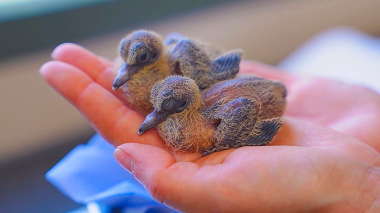 Rare birds extinct in the wild hatch at Chester Zoo