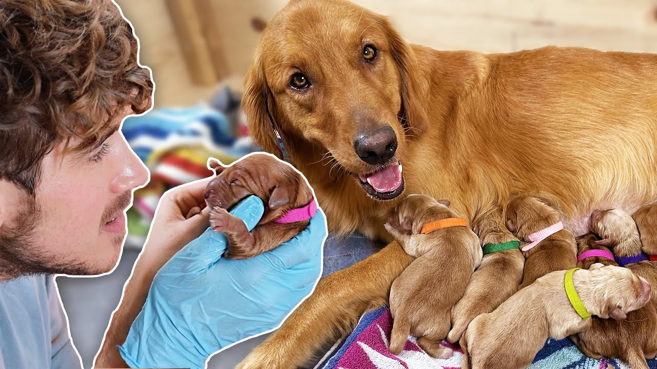 Helping a golden retriever give birth to eleven puppies