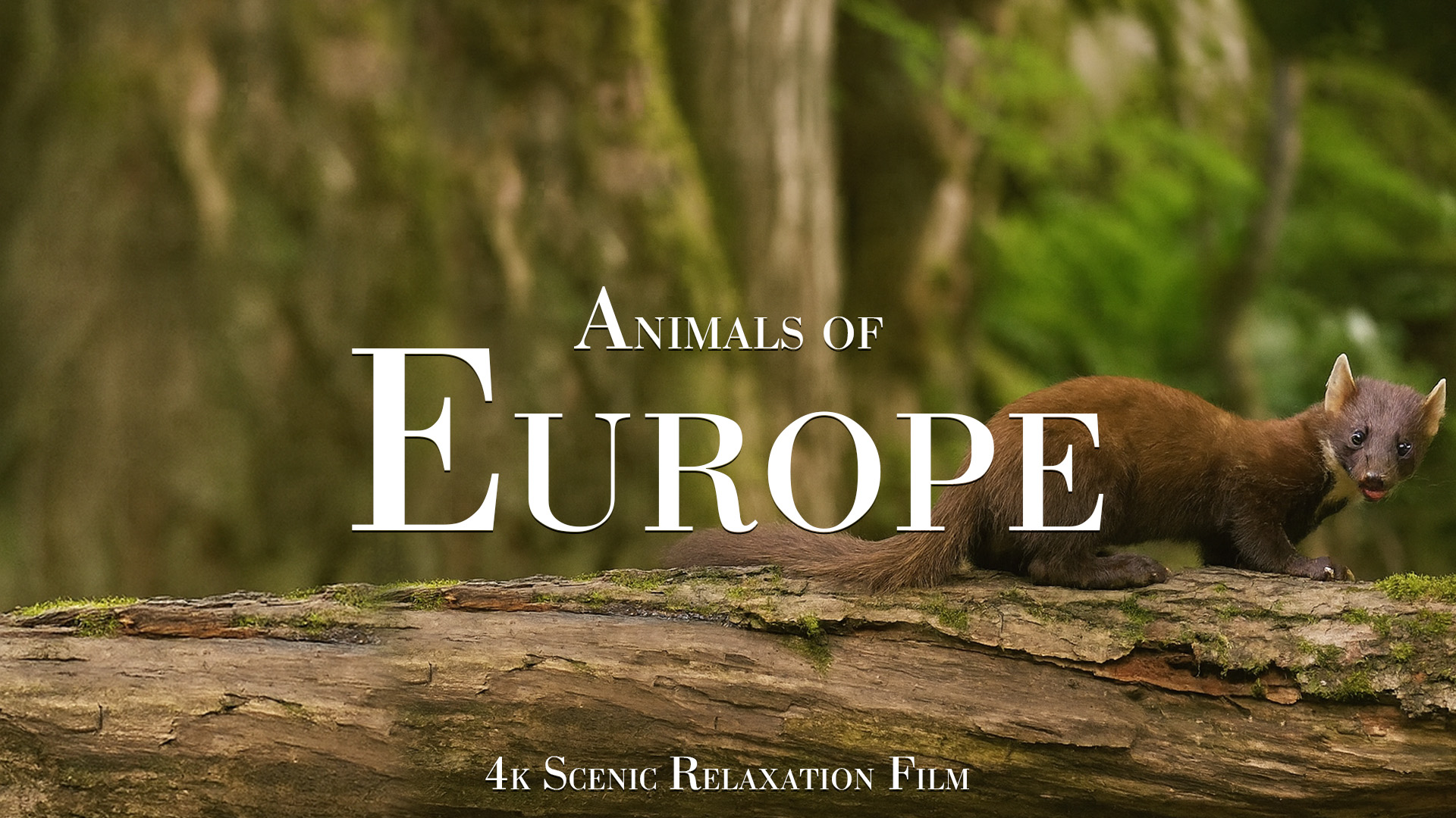 Fauna de Europa en silencio: Lince, tejón y marta en 4K