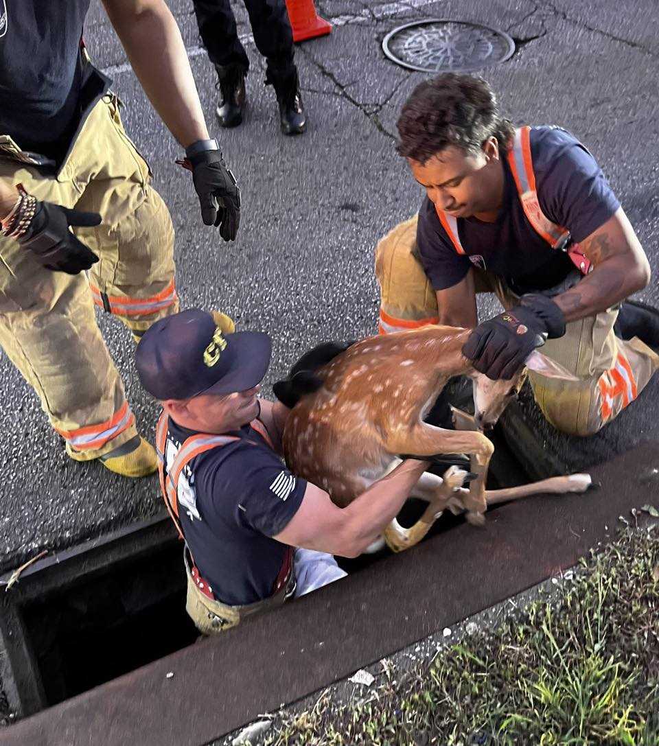 Cincinnati Fire Department rescues fawn stuck in Oakley storm drain