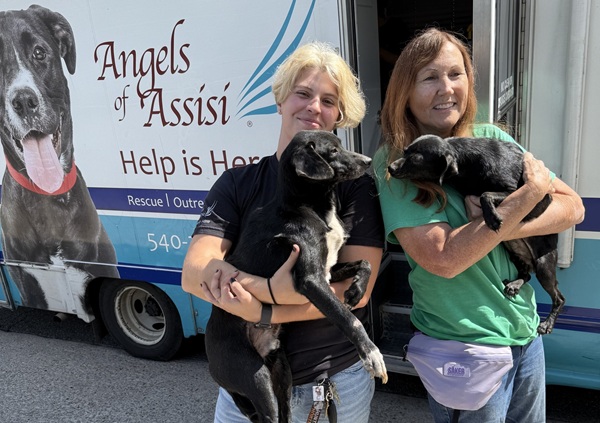 Angels of Assisi rescues more than a dozen stray dogs from McDowell ...