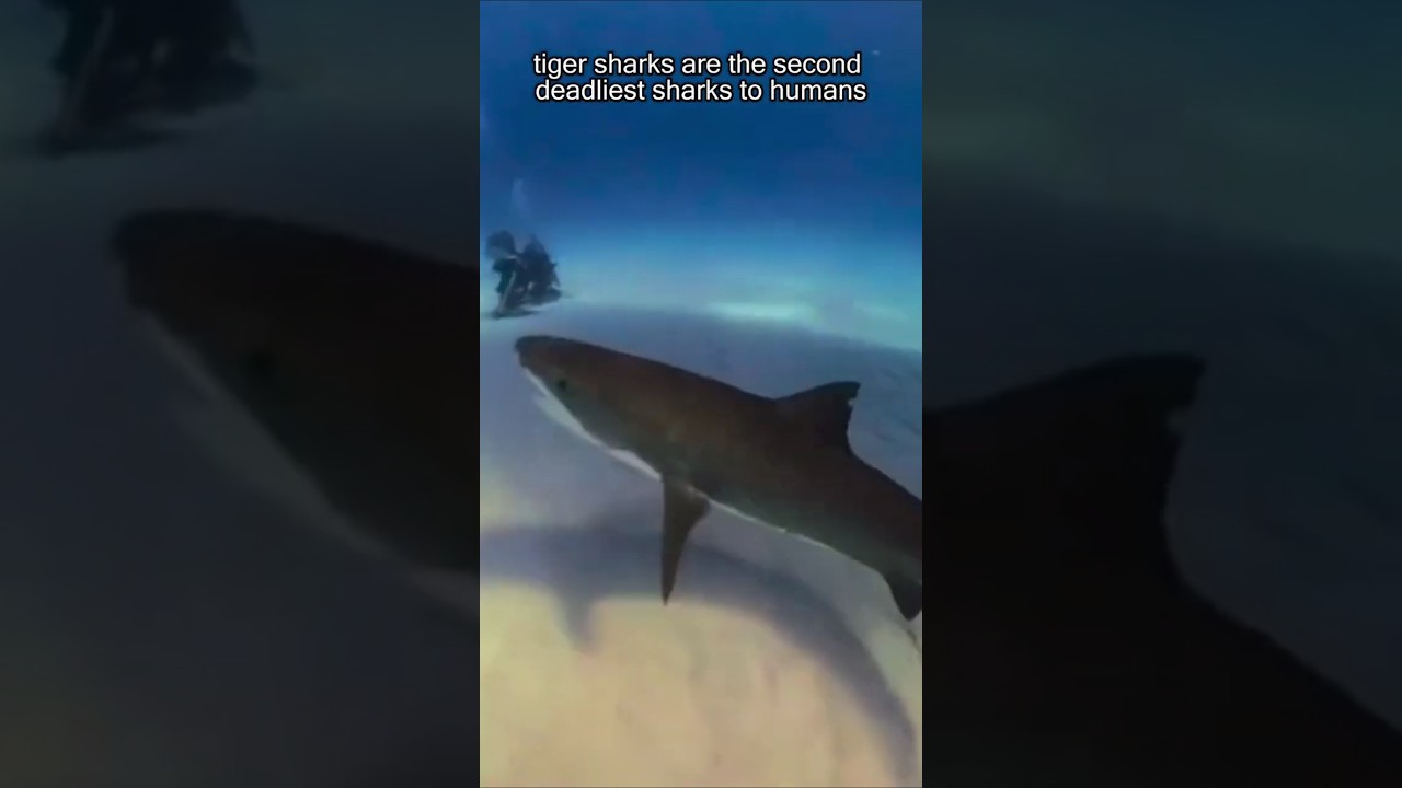 POV: what happens if a shark attacks you
