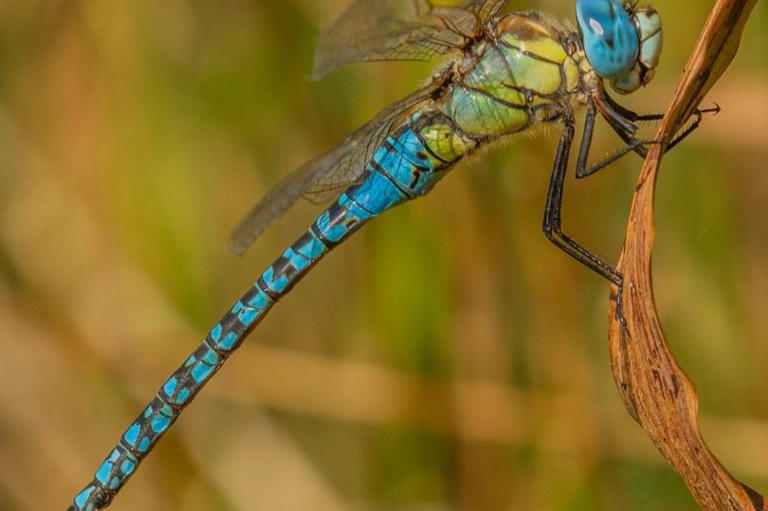 'Extremely rare' dragonfly spotted in Leicestershire