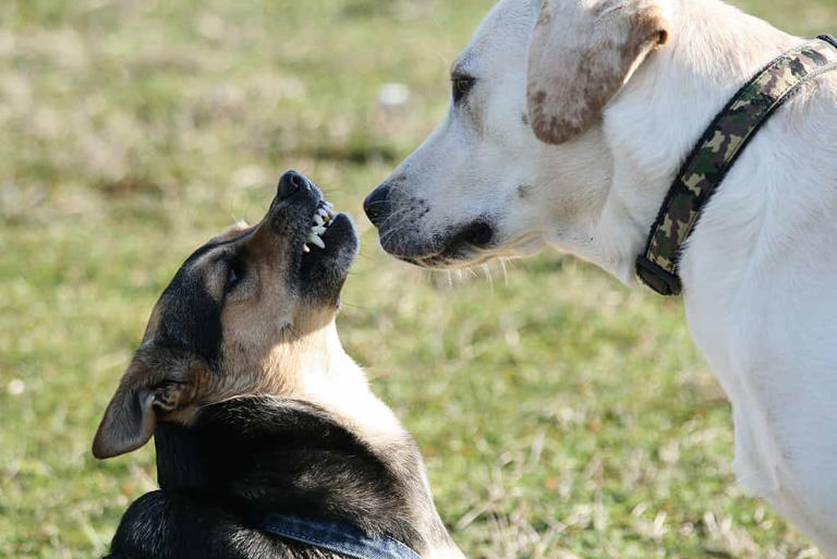 How Do Dogs Communicate With Each Other?