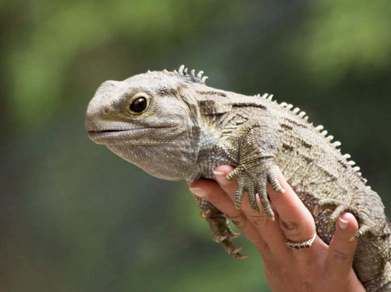 14 animals that are basically living fossils