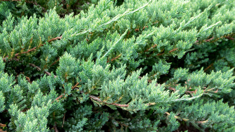 If You Have A Snake Problem In Your Yard, This Shrub May Be The Culprit