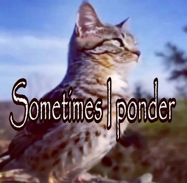 25 Unhinged Animal Memes for People Whose Last Brain Cell is a ...