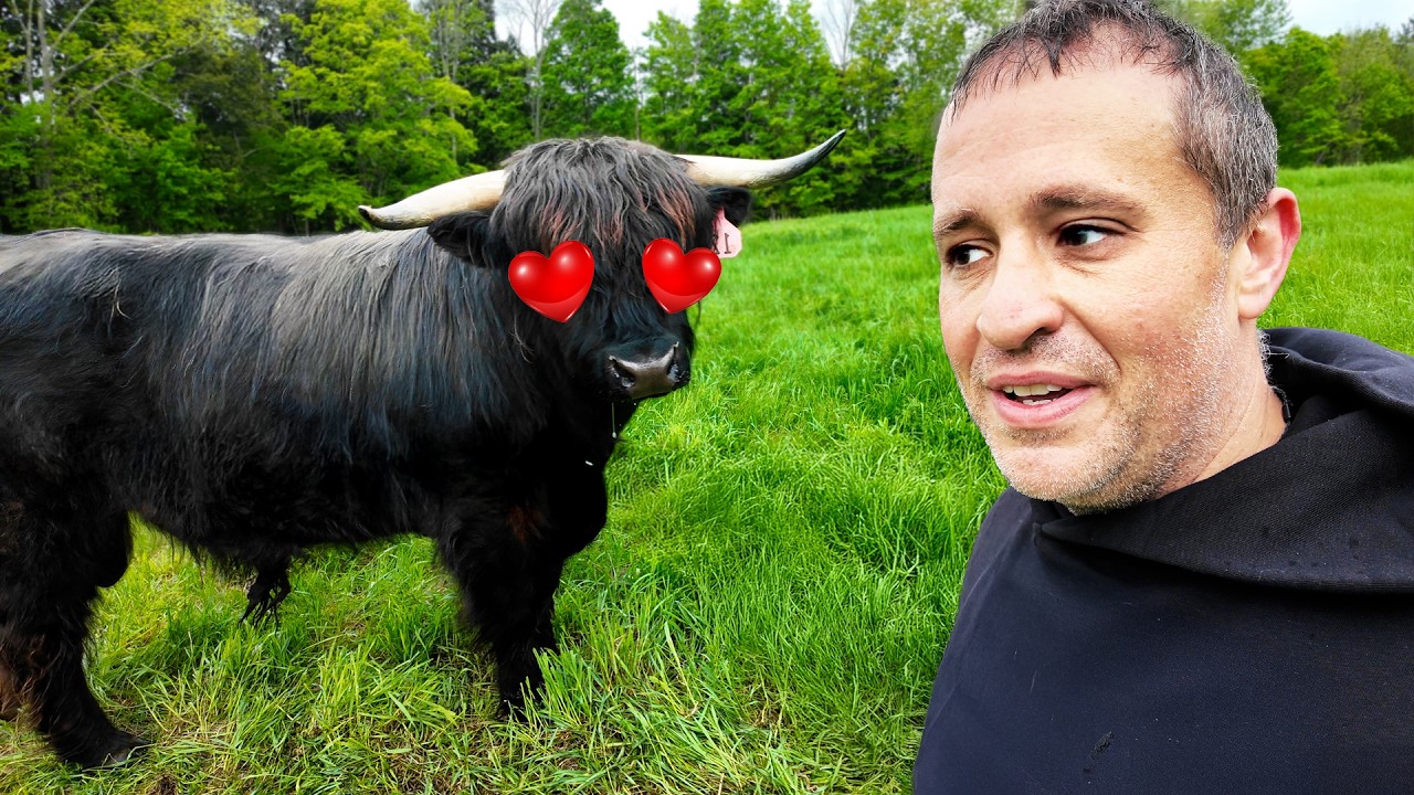 The disturbing truth about bull mating and farm life