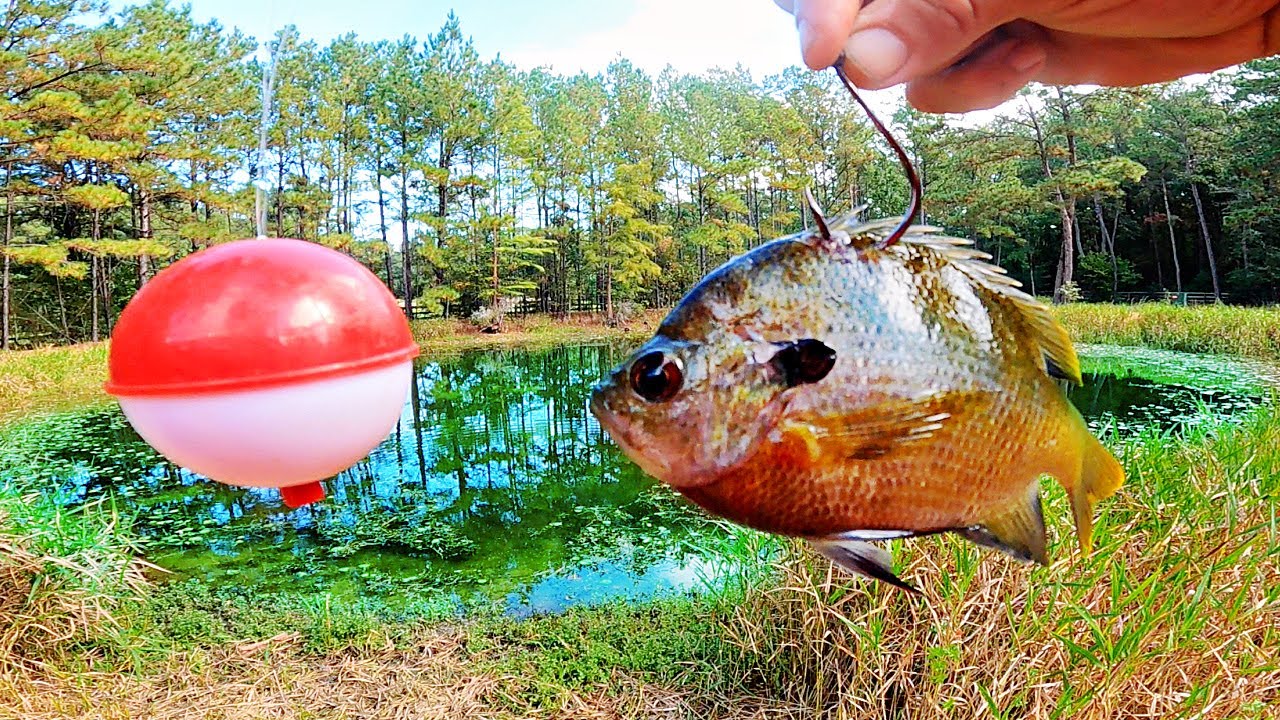 Live bait fishing in backyard pond hooks giant fish