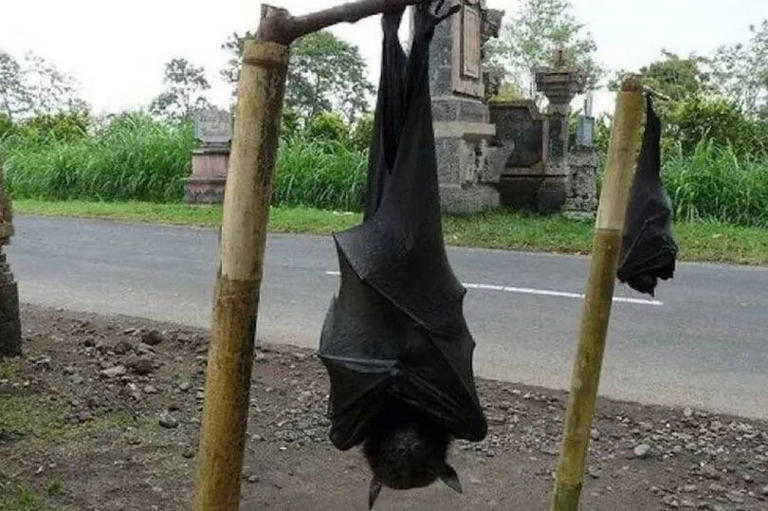 Viral 'human-sized' bat that 'doesn't shy away from people' facing ...