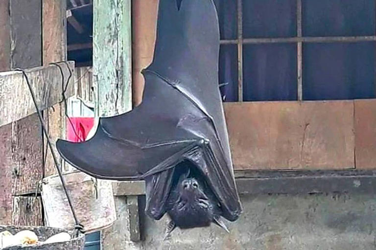Viral 'human-sized' bat that 'doesn't shy away from people' facing ...
