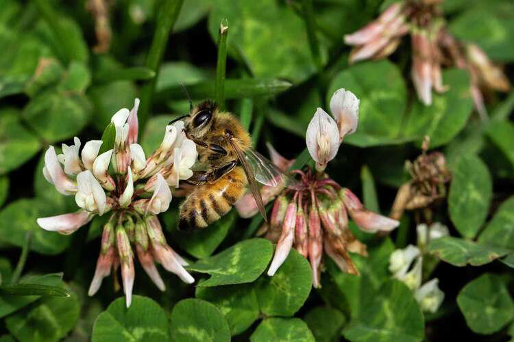 S.F. Giants' $45M plan to modernize community ball fields stirs fight ...