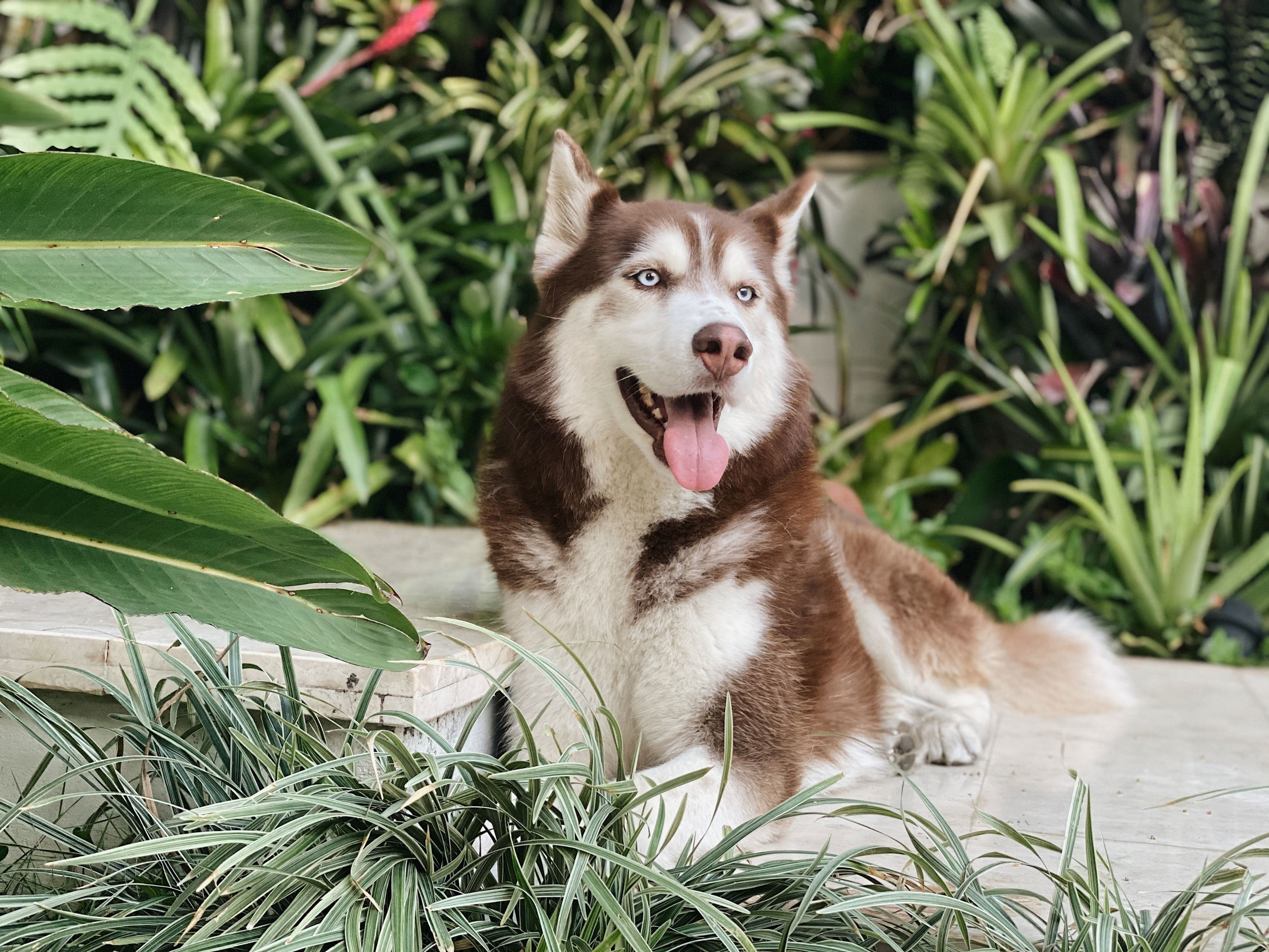 The surprising plant that's secretly toxic to pets