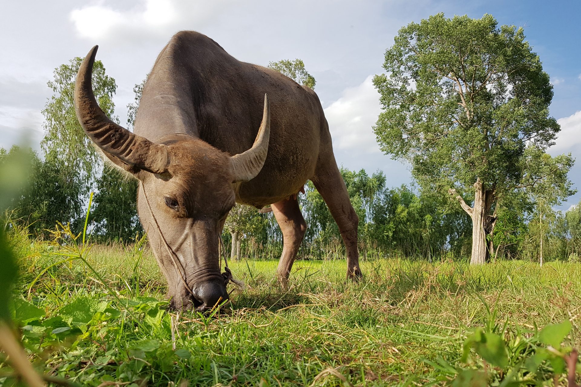 Waterbuffels in Europa: Hoe ze andere dieren van uitsterven kunnen redden